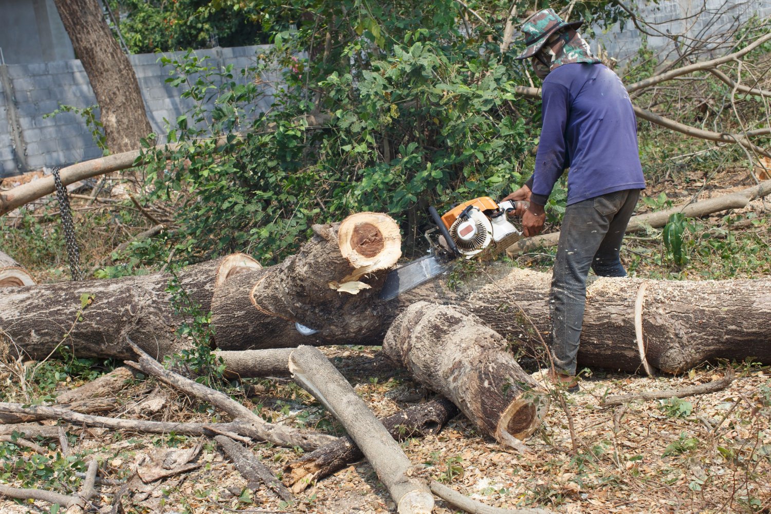 Certified Tree Services Indy - Tree Cutting, Trimming & Removal